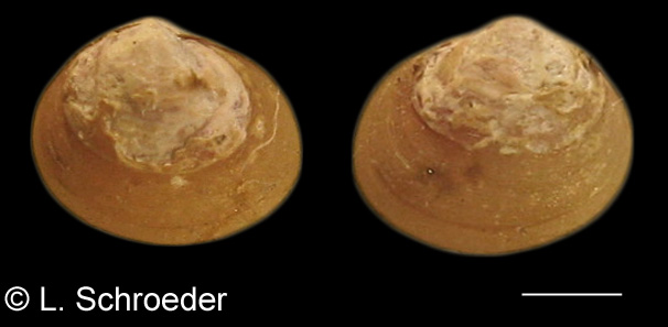 Bivalves - Kelliidae, Lasaeidae, Montacutidae